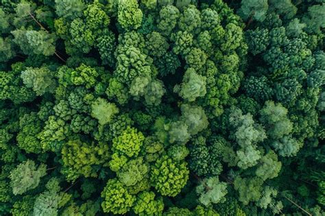 Implementing Forest Carbon Offset Projects Ar Generative Ai Premium
