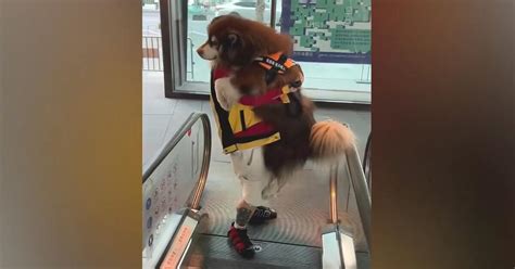 M Chtiger Angsthase Riesiger Hund Traut Sich Nicht Auf Rolltreppe Web De