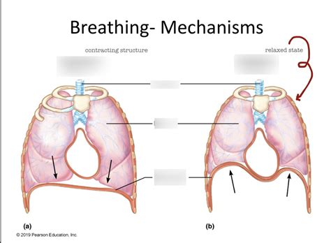 Breathing Diagram Quizlet