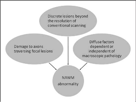 Figure 2 From Focal Multiple Sclerosis Lesions Abound In ‘normal Appearing White Matter
