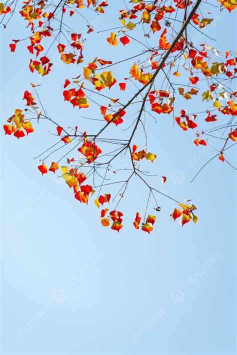 가을 사진 지도 배경 이파리 떨어진 나뭇잎 노랑 배경 일러스트 및 사진 무료 다운로드 Pngtree