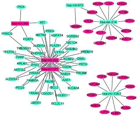 The Network Of Mirna Target Mrnas With Negative Correlation Between 6 Download Scientific