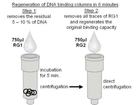 Column Dna Binding