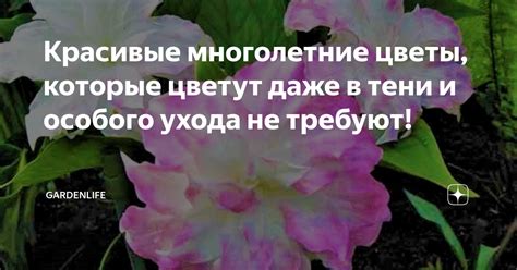 Красивые многолетние цветы которые цветут даже в тени и особого ухода не требуют Gardenlife