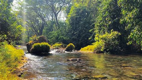 Звуки природы пение птиц Звуки Леса для релаксации сна Медитации Relax 8 часов Youtube