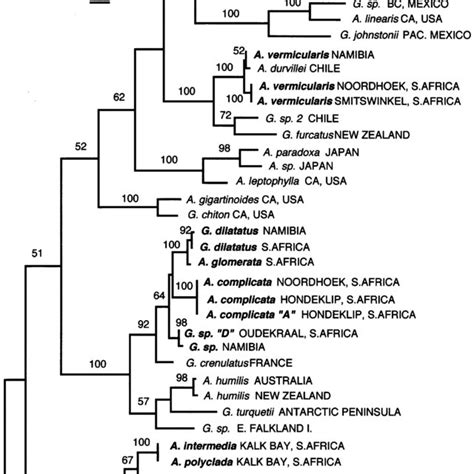 Lsu Rdna Tree Bootstrap Proportion Values 50 Are Shown Above The