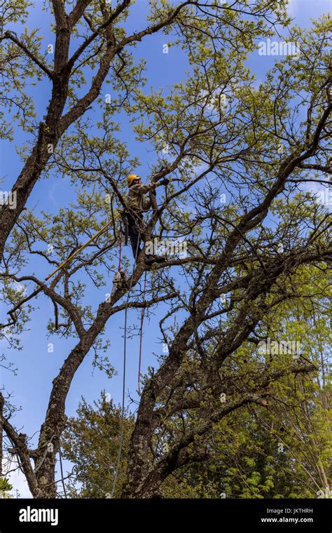 Tree Trimmer Tree Branch Trimmer Trimming Tree Branch Valley Oak Tree Tree Care Lumberman