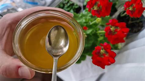 Вся комната превратилась в цветущий сад после 1 ложки такой подкормки Youtube