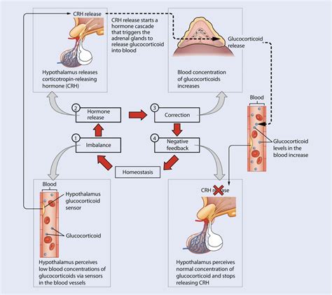 Physiology Of The Endocrine System And Metabolic Complications In