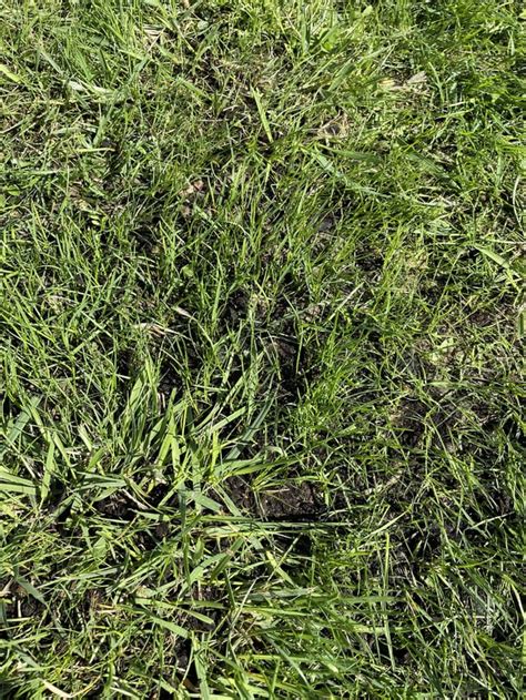 Spot Treated A Couple Dirt Patches A Few Weeks Ago Will This New Seed