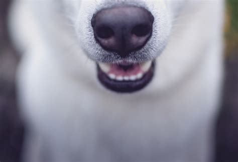 狗狗换牙期主人必须储备的换牙知识 狗狗会迟