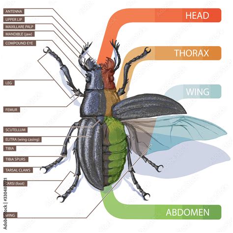 Vector Illustration Of An Insect Diagram With Labeled Parts Of A Hipotetic Beetle Study Guide