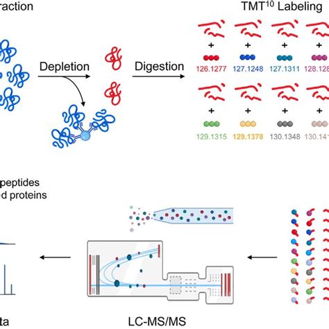 Schematic Representation Of The Experimental Workflow For Protein