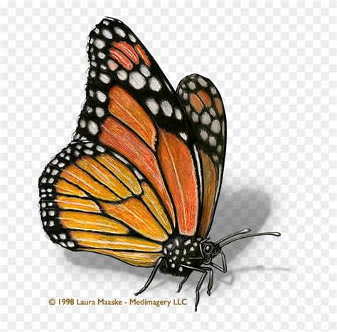 Monarch Drawing At Explore Collection Of Monarch