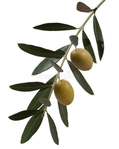 Olive Plant Branch Stock Image Image Of Green Nature 18596209