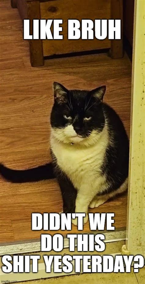 More Cat Scaling Memes Im A Sucker Rpowerscaling