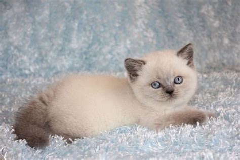 Забарвлення шотландських прямовухих кішок 29 фото чорні і руді сірі і білі прямоухие коти