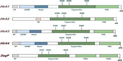 Domain Structure Of Human Htra 1‐4 And Bacterial Htradegp Human Htra
