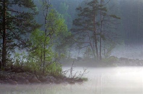 诗词 花非花雾非雾