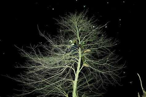 Nsenene Republic Phmuseum