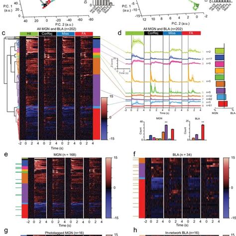 Hierarchical Clustering Across Trials Highlight Mgn Neurons That