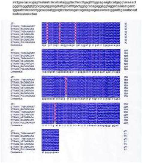 Alignment Result Of Probe With Other Strain In Indonesia Download