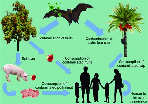 Transmission Of Nipah Virus Niv Adapted After [108] Fruit Bats Are Download Scientific