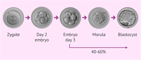 What Percentage Of Embryos That Reach Day 3 Reach The Blastocyst Stage
