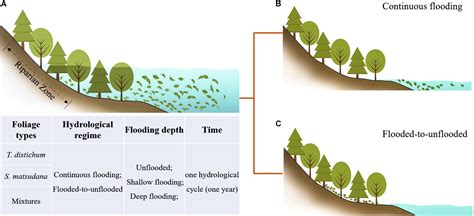 Frontiers Effects Of Hydrological Regime On Foliar Decomposition And Nutrient Release In The