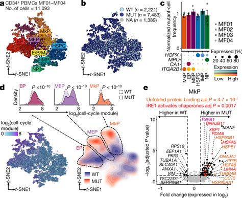Effects Of Calr Mutation On Haematopoietic Progenitor Cells From Download Scientific Diagram