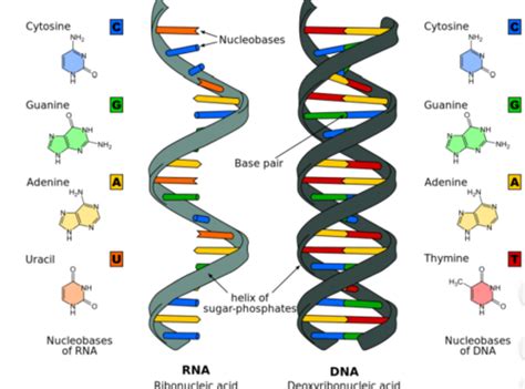 RNA Splicing Processing Flashcards Quizlet
