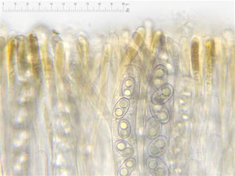 Pachyella clypeata カバイロチャワンタケ