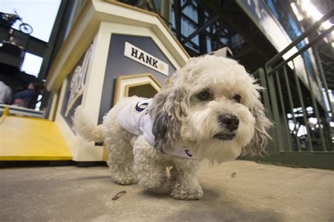 Statement On Hank The Ballpark Pup” Urban Milwaukee