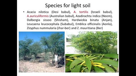 What Are Basic Factors For Tree Species Selection In Afforestation
