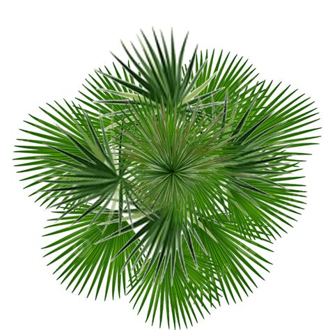 Tropical Palm Tree Top View Illustration Tropical Tree Top View Architecture Tree Plan Plum