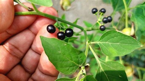 줄기를 따라 빽빽하게 얽혀 있는 작고 둥글고 짙은 자줏빛을 띤 야생 검은 열매가 있는 식물의 가지를 들고 있는 손은 생생한 녹색 잎으로 둘러싸여 있습니다 개체 그룹에 대한