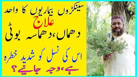 سینکڑوں بیماریوں کا واحد علاج دھماں،دھماسہ جڑی بوٹیdhamadhamandhamasa Boti Key Faeday Youtube