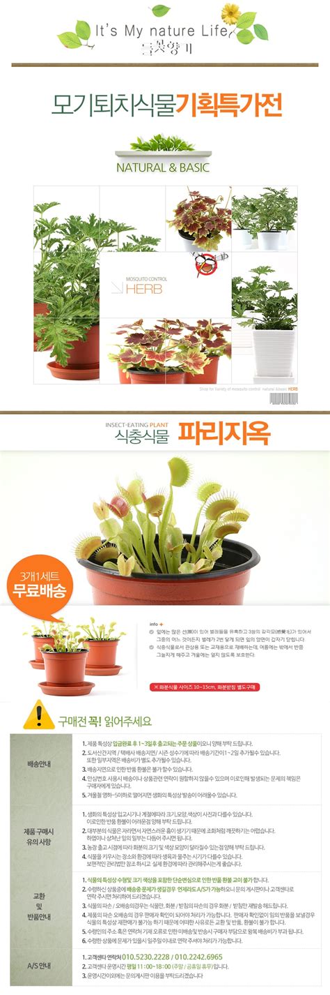 식물 파리지옥3개1세트 모기퇴치식물화분 식충식물 오늘의집 쇼핑