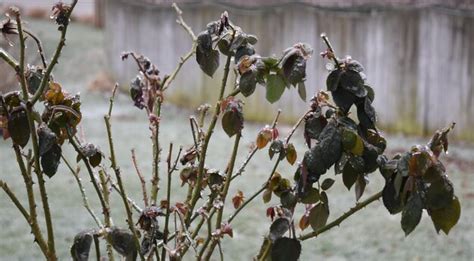 Page 4 11 000 Withered Fig Tree Pictures