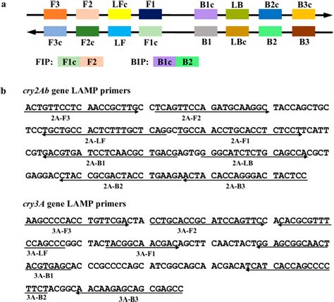 Primer Design For Loop Mediated Isothermal Amplification LAMP Assays Download Scientific