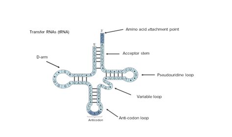 Post Transcriptional Modifications Rna Processing Concise Medical