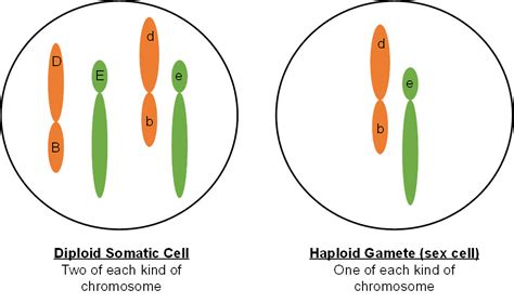 Mitosis Vs Meiosis Haploide Diploide