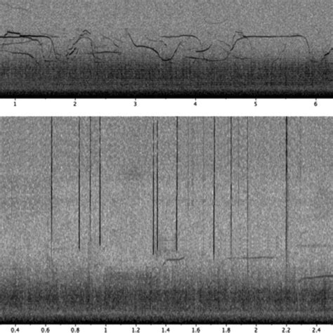 18 Example Of Spectrogram Of Whistle A And Clicks B Of Common Dolphin Download Scientific