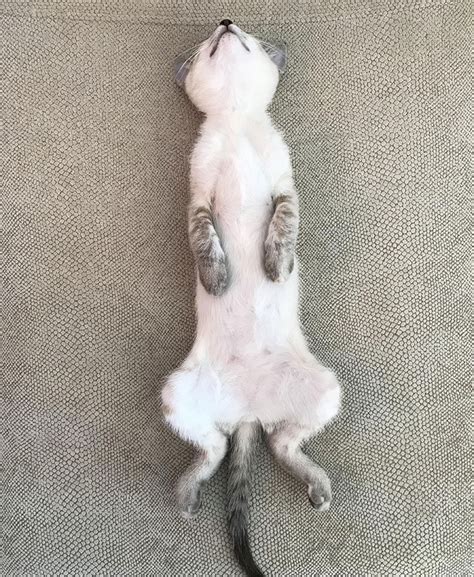 40 Fotos De Gatinhos Dormindo Tediado