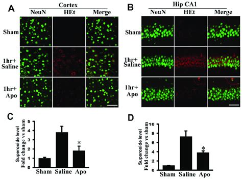Effects Of The Nadph Oxidase Inhibitor Apocynin On In Situ Superoxide