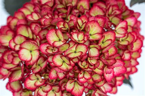 Eclipse® Bigleaf Hydrangea First Editions
