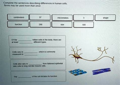 Complete The Sentences Describing Differences In Human Cells Terms May