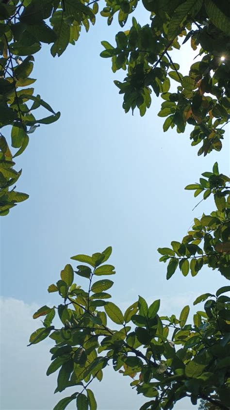 가지 경치 경치가 좋은 계절 광합성 그늘 나무 나무 껍질 나무 줄기 나무 캐노피 나뭇잎 녹색 녹지 밝은 봄 생체 생태 성장 수직 쐈어 숲