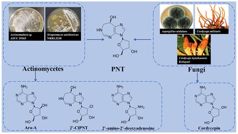 Pentostatin Biosynthesis Pathway Elucidation And Its Application