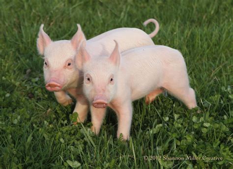 Pig Farm Wallpapers Top Free Pig Farm Backgrounds Wallpaperaccess